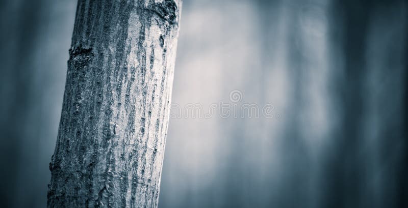Close Up of Spooky Trees Trunks in Fall Forest Stock Image - Image of ...