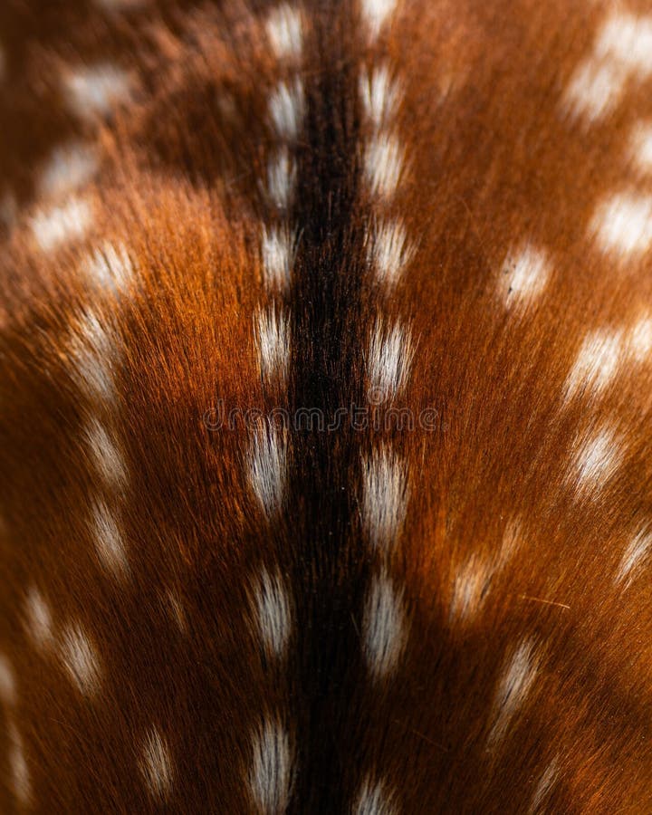 Close-up of a Spotted Deer Fur Showcasing Its Unique Pattern and ...
