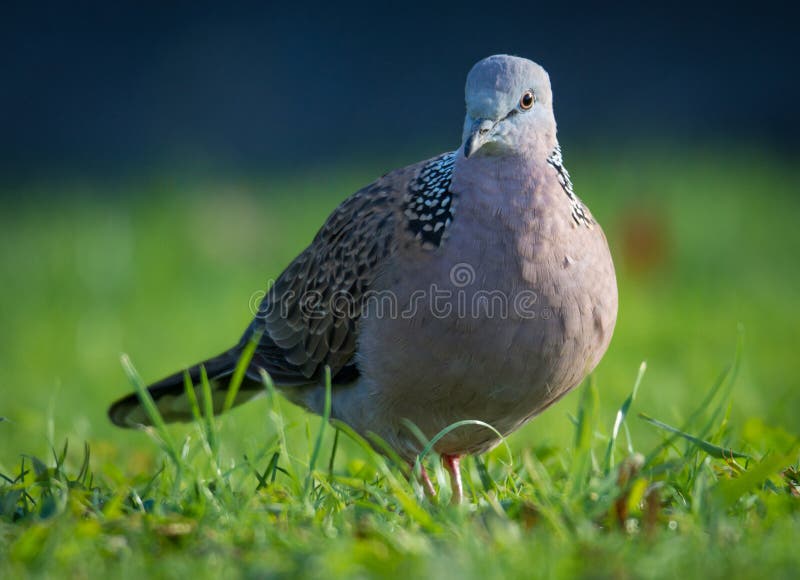 Close up of spotted Dove stock photo. Image of prairie - 390900002