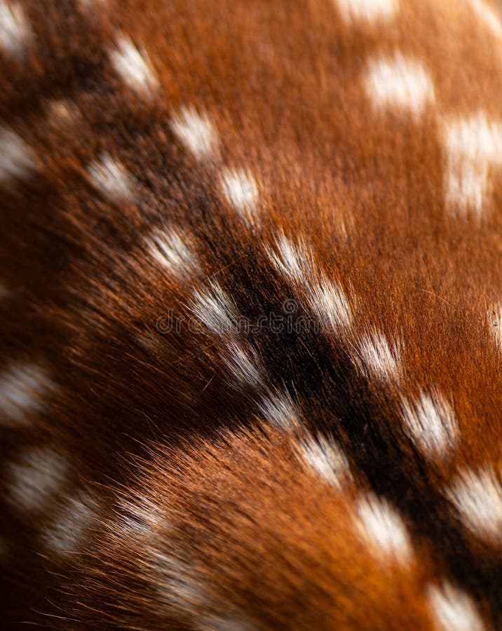 Close-up of the Spotted Fur of a Deer, Showing Detailed Texture and ...