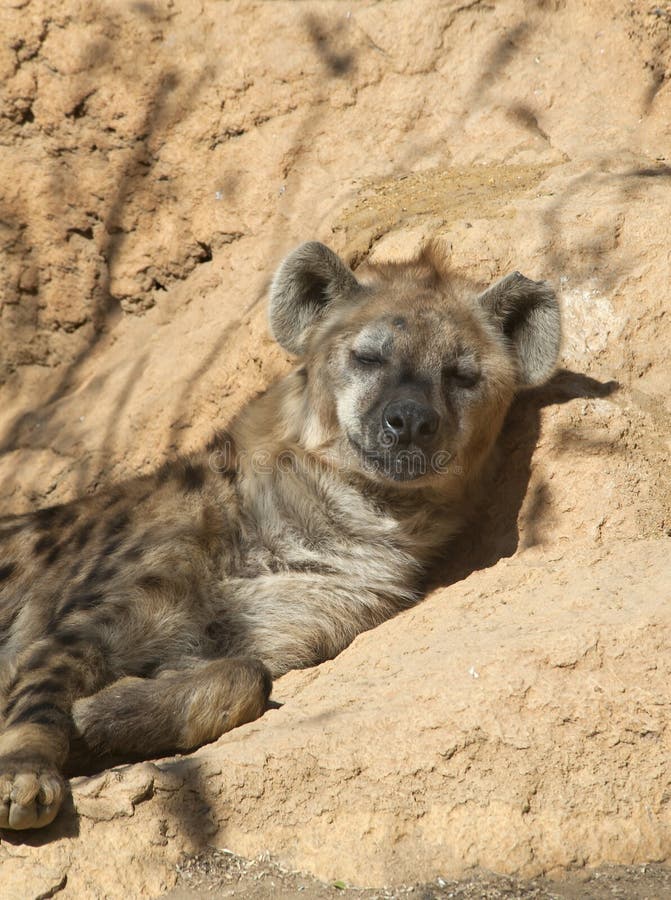 Hyena Sleeping On It S Feet. Stock Image - Image of hunter, mane: 11398819
