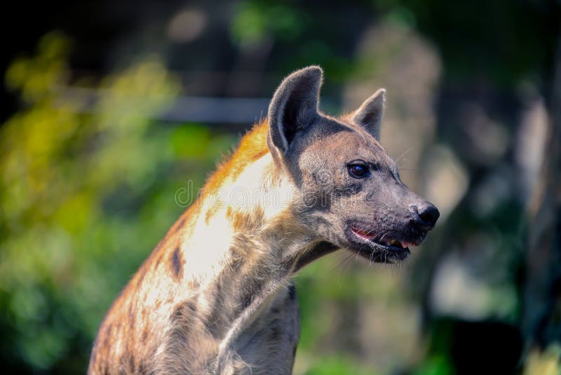 Close Up of a Spotted Hyena Stock Image - Image of hunter, looking ...