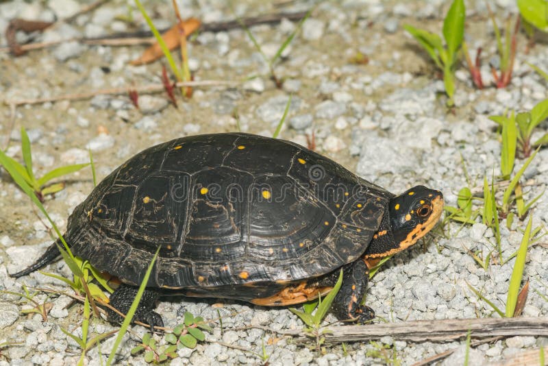 Spotted Turtle stock photo. Image of detail, guttata - 31695170