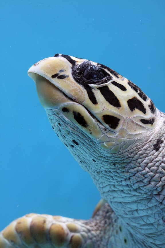 Close-up of Spotted Turtle Underwater Stock Image - Image of animal ...