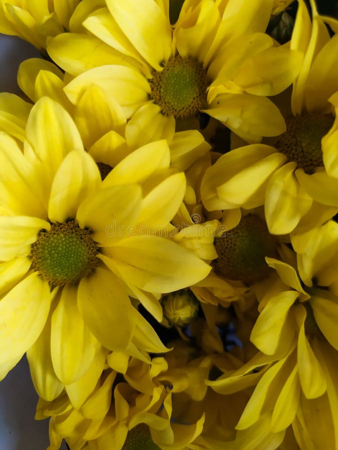 Daisy Atlantis Yellow Flowers Stock Photos - Free & Royalty-Free Stock ...
