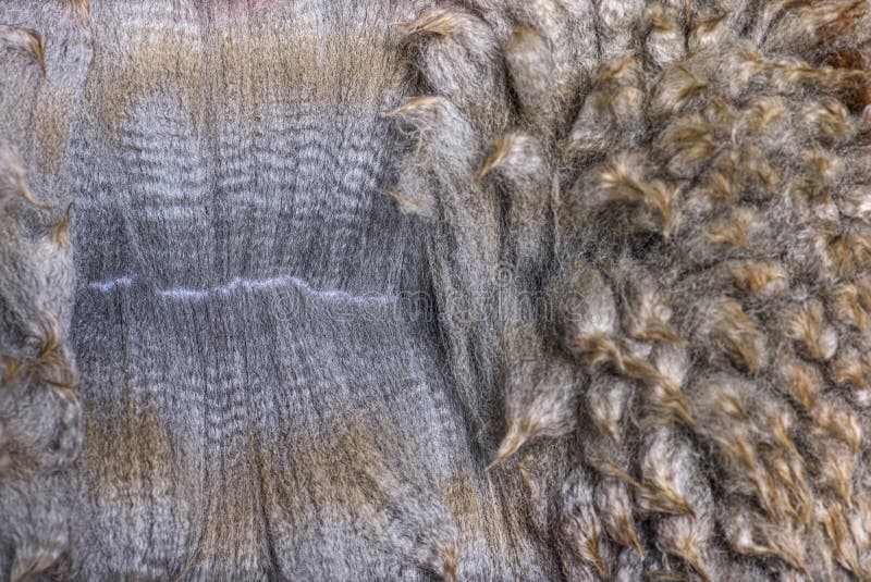 Close-up of Spreading Medium Silver Grey Alpaca Wool or Fiber Stock ...