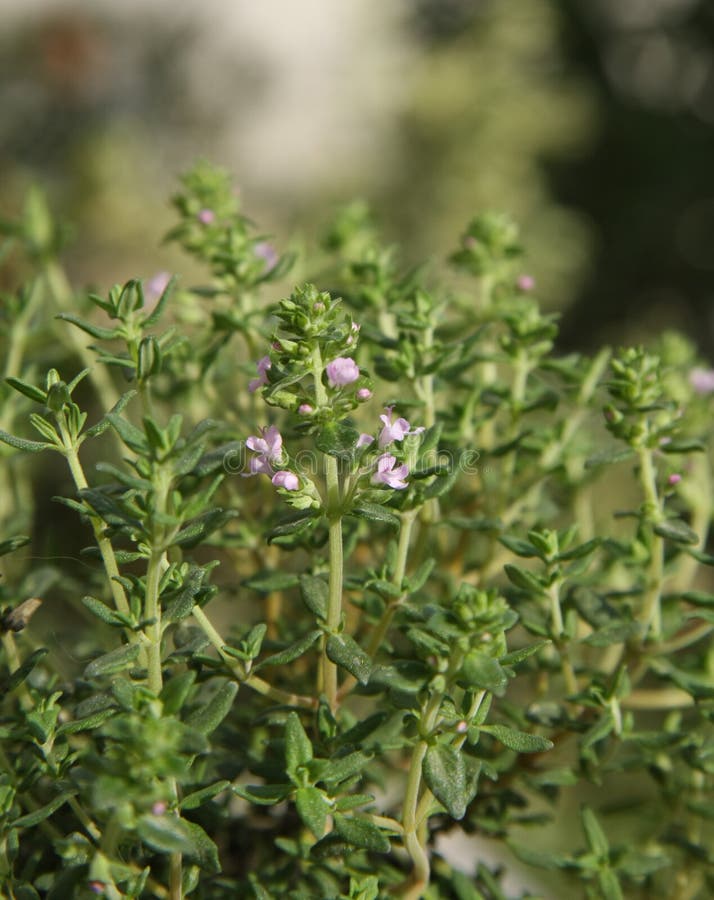 Close-up of a Sprig of Thyme in Flower Stock Image - Image of aromatic ...