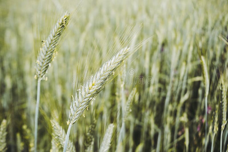 Sprig of Wheat in a Green Wheat Field Stock Photo - Image of rural ...
