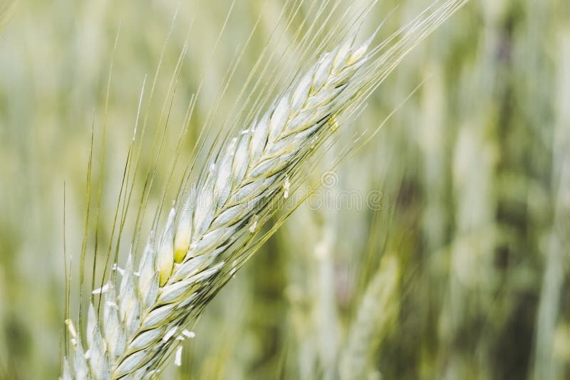 Sprig of Wheat in a Green Wheat Field Stock Photo - Image of rural ...