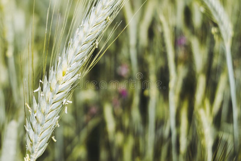 Sprig of Wheat in a Green Wheat Field Stock Photo - Image of cereal ...
