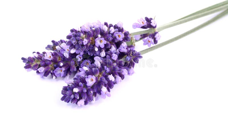 Sprigs of Lavender in Bloom Stock Image - Image of vegetable, gardening ...