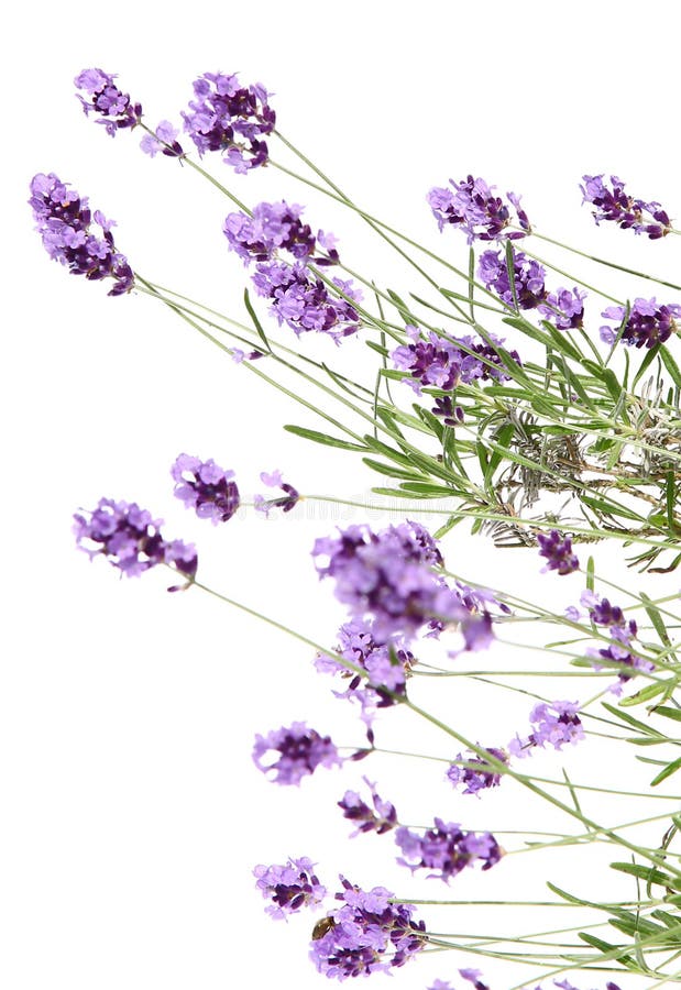 Sprigs of Lavender in Bloom Stock Image - Image of purple, flower ...
