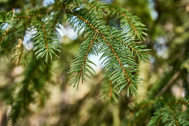 Close Up of Sprigs of Spruce in Spring Sunny Forest Stock Image - Image ...