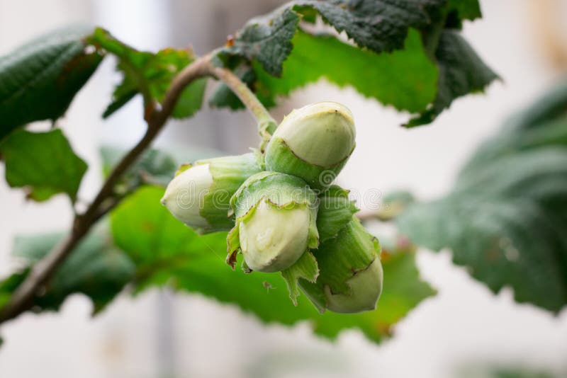 Close-up of Spring Bunch of Filbert Hazel Nuts among Leaves of Bush ...
