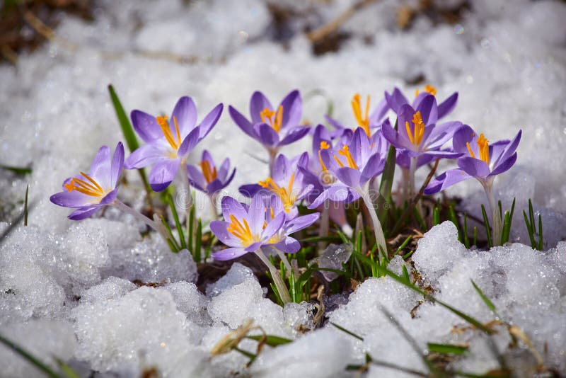Close Up Spring Crocus Flower in the Melting Snow in the Sun Stock ...