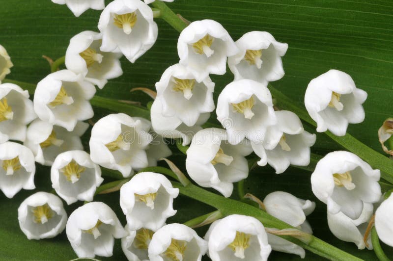 Close-up Lily of the Valley Bells Stock Image - Image of flora, bell ...