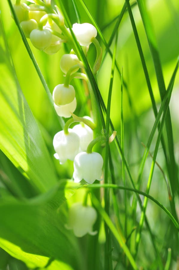 Close-up Sprig of Lily of the Valley Stock Photo - Image of close ...
