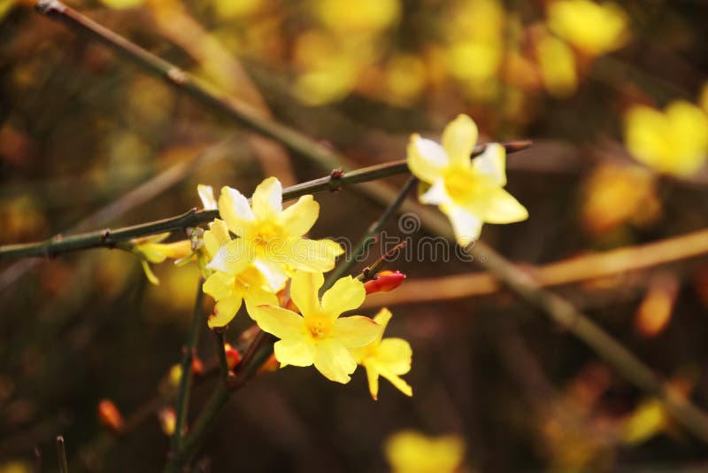Spring Flowers in the Sunshine Stock Image - Image of fields, plants ...
