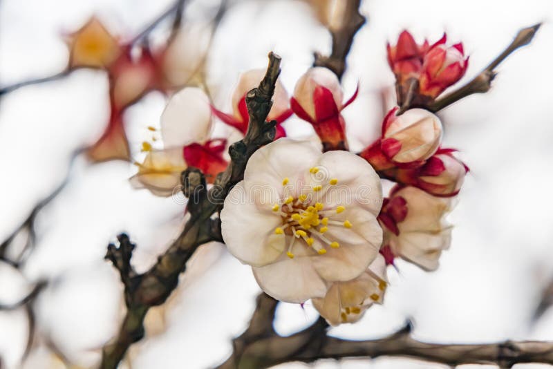 Top View of Blooming Pink and White Spring Tree Branches on Wooden ...