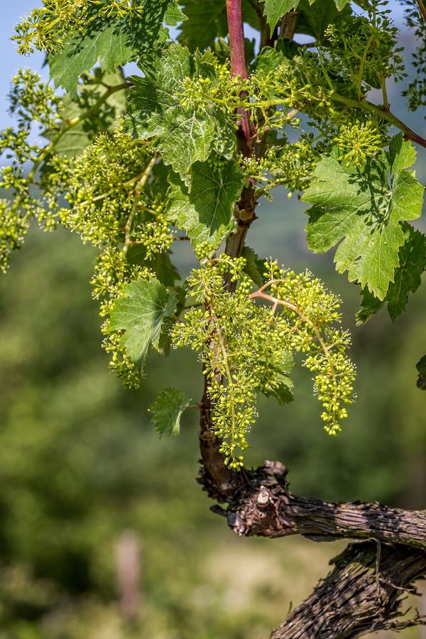Close Up in Spring from Grape Plant with Many Fruits Stock Photo ...