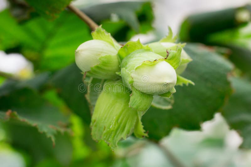 Close-up of Spring Green Bunch of Filbert Hazel Nuts among Leaves of ...