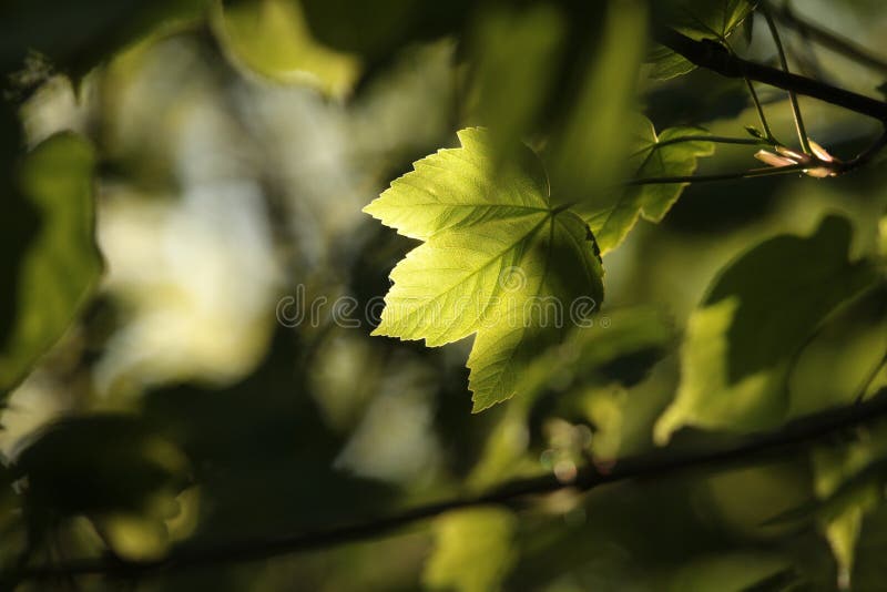 Close Up of Spring Maple Leaf in the Forest April Stock Photo - Image ...