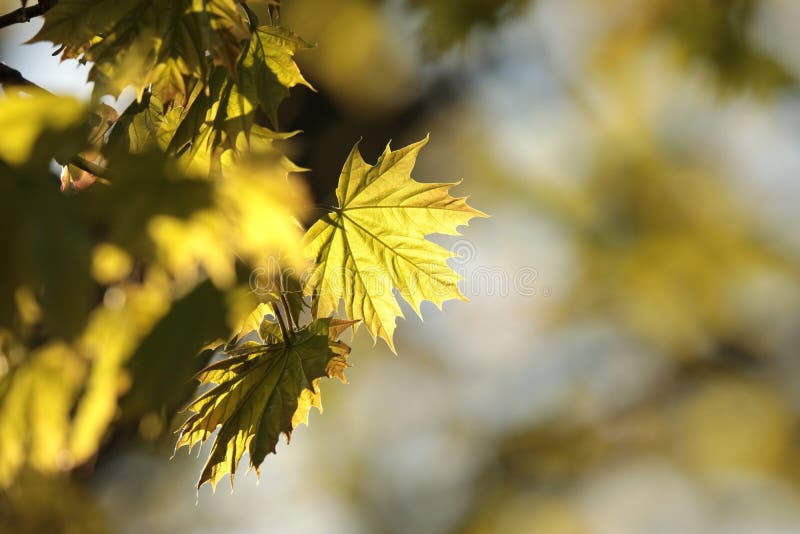 Close Up of Spring Maple Leaf in the Forest April Stock Image - Image ...