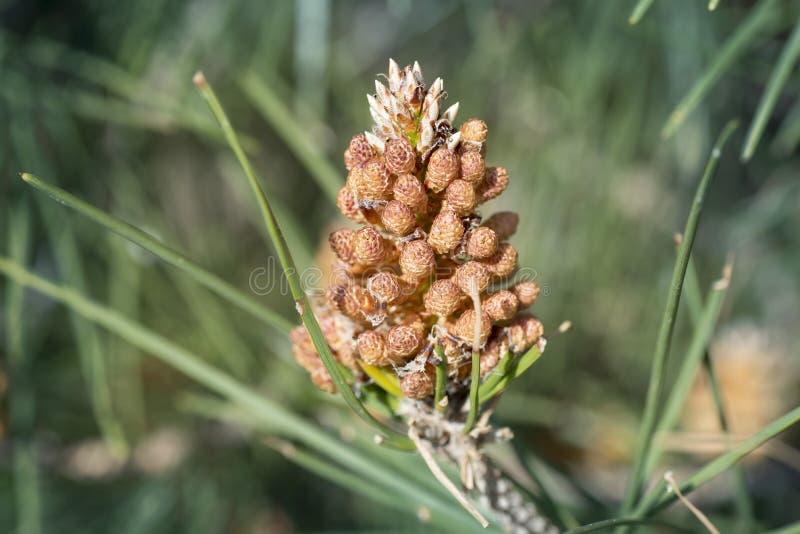 Close-up of a Spring Pine Flower in the Field Stock Photo - Image of ...