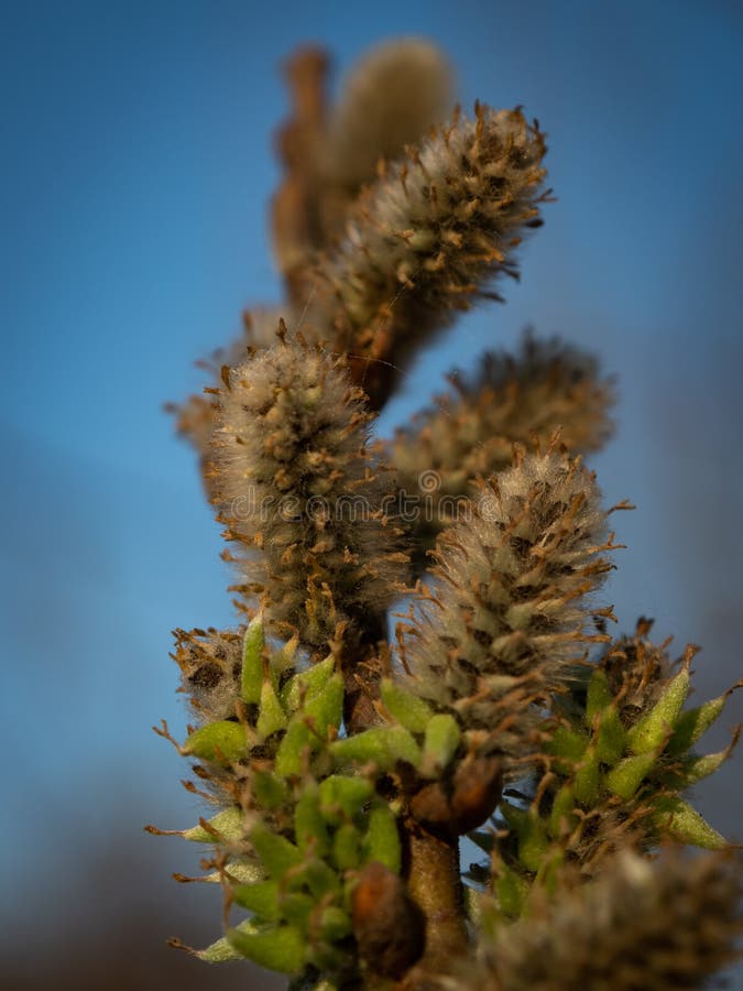 Close Up of Spring Tree Buds and Early Leaves. Selective Focus.. Stock ...