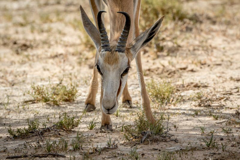 Close Up of a Springbok in the Kalagadi. Stock Photo - Image of ...