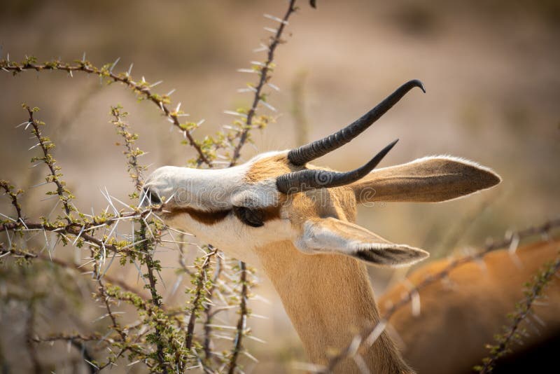 Close-up of a Springbok Standing in a Herd Looking Back Stock Image ...
