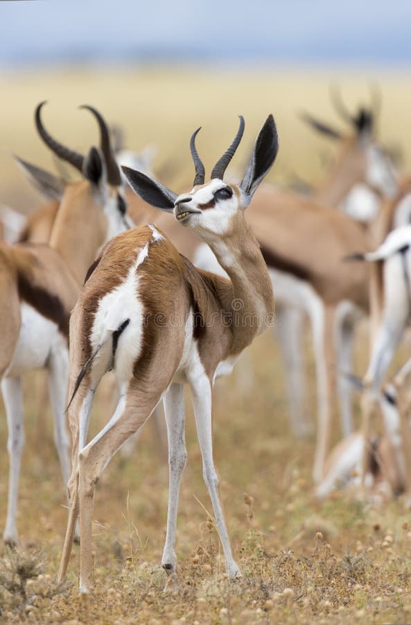 Herd of Springbok Running on a Plain in Kalahari Artistic Conversion ...