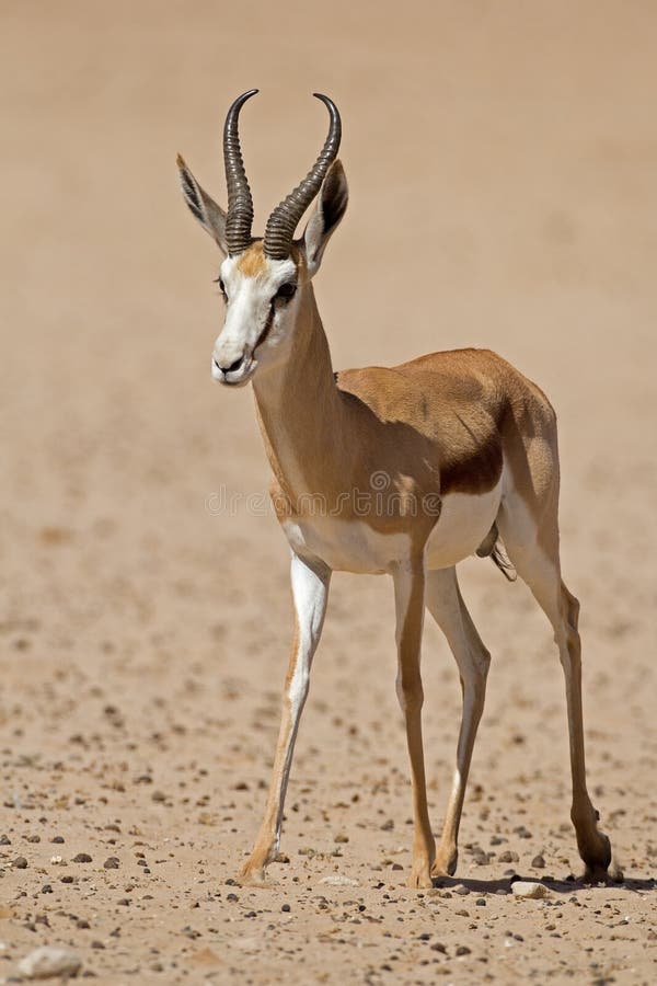 Running Springbok Jumping High Stock Image - Image of active, outdoor ...