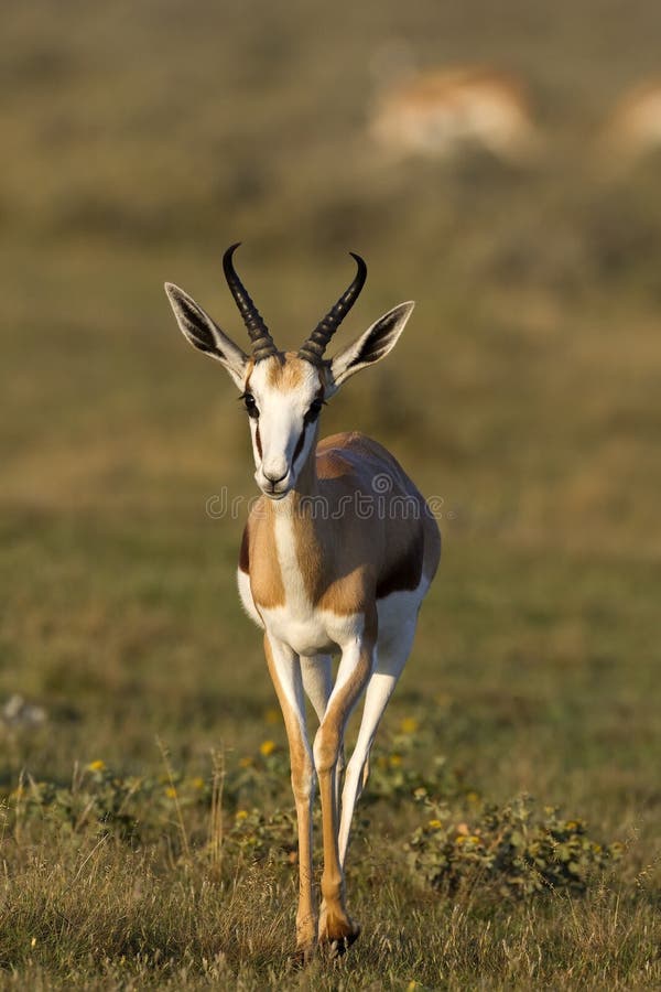 Close-up of Springbok Walking in Grass-field Stock Image - Image of ...