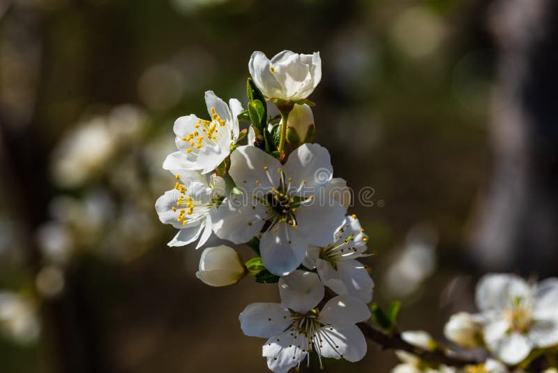 Close-up Springtime View of Beautiful Trees in Blossom Stock Image ...