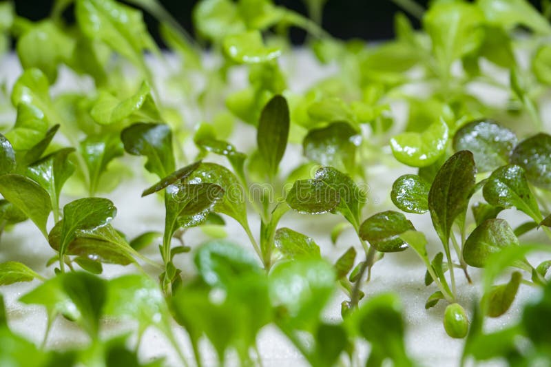 Close-up Sprout of Vegetables Stock Photo - Image of greens, micro ...