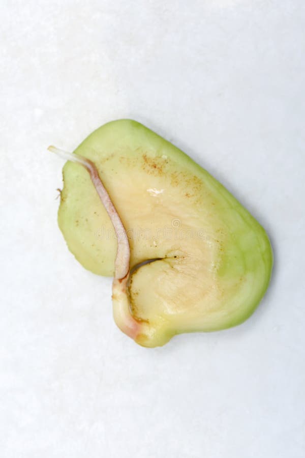 Close-up of a Sprouted and Peeled Mango Seed. Stock Photo - Image of natural, sweet: 349862798