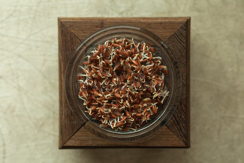 Close-up of Sprouting Flax Seeds at Home in a Flat Glass Dish Stock ...