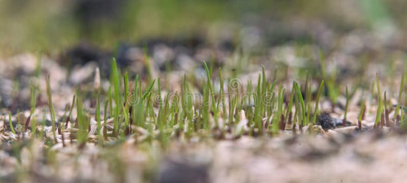 Close-up of Sprouting Grass Seeds in the Garden. Stock Photo - Image of ...