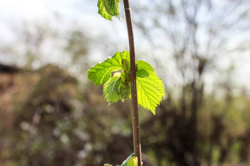 Close-up of the Sprouting Green Leafs of a Common Hazel Tree Stock ...