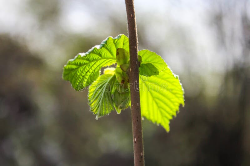Close-up of the Sprouting Green Leafs of a Common Hazel Tree Stock ...