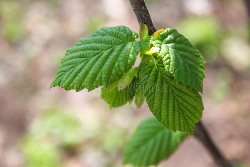 Close-up of the Sprouting Green Leafs of a Common Hazel Tree Stock ...