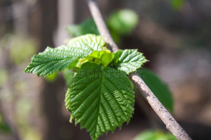 Close-up of the Sprouting Green Leafs of a Common Hazel Tree Stock ...