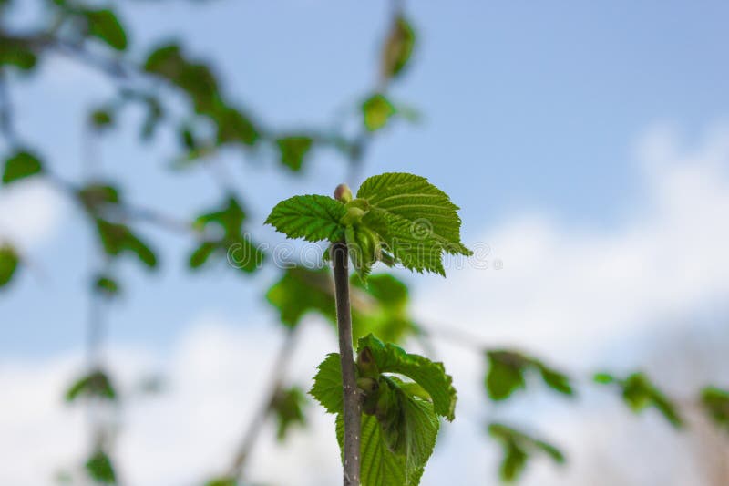 Close-up of the Sprouting Green Leafs of a Common Hazel Tree Stock ...