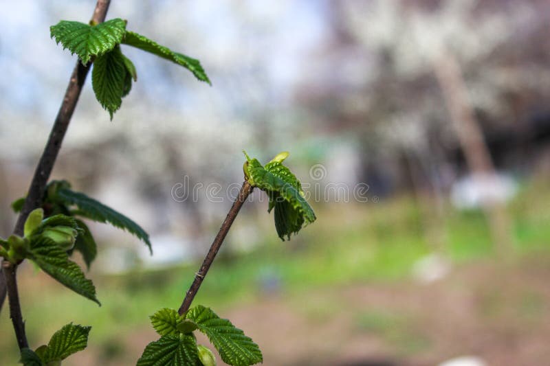 Close-up of the Sprouting Green Leafs of a Common Hazel Tree Stock ...