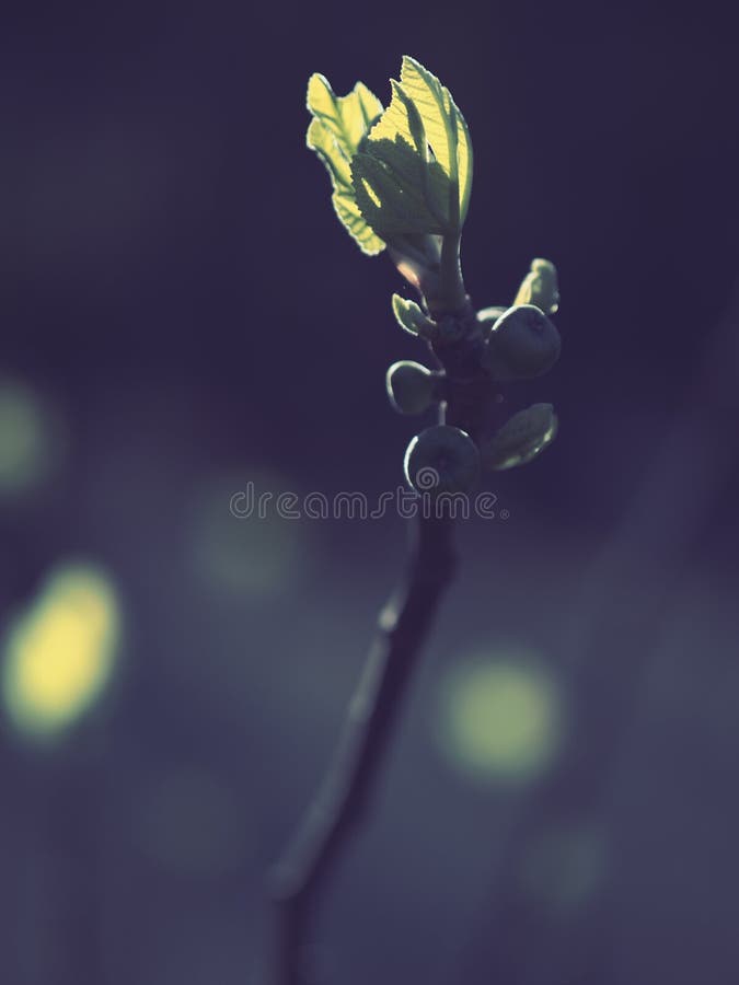 Sprouting Leaves of a Dogwood Shrub in Springtime Stock Photo - Image ...