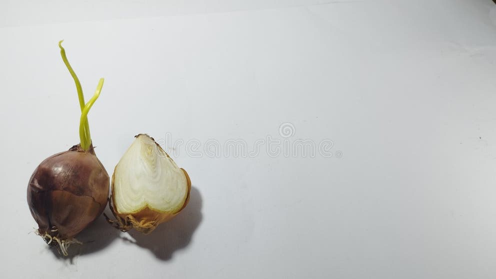 Close-Up of Sprouting Onion Bulb Stock Photo - Image of nature, healthy ...