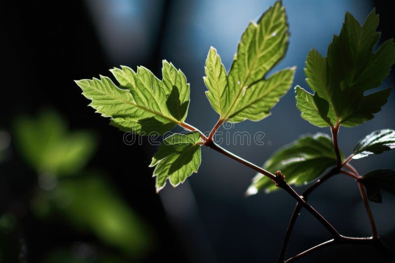 Close-up of Sprouting Tree Leaves, with Natural Light and Shadows Stock ...