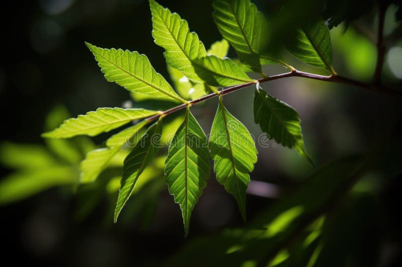 Close-up of Sprouting Tree Leaves, with Natural Light and Shadows Stock ...