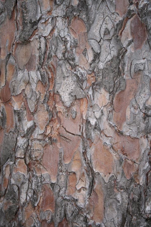 Close up of Spruce Bark stock image. Image of forest, peeling - 3547311
